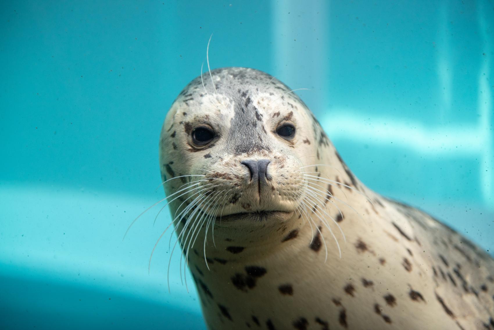 Seal Smiles Behind The Scenes Of Harbor Seal Dental Care At The